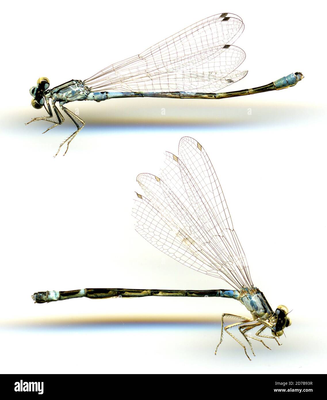 Enallagma clausum morse hi-res stock photography and images - Alamy