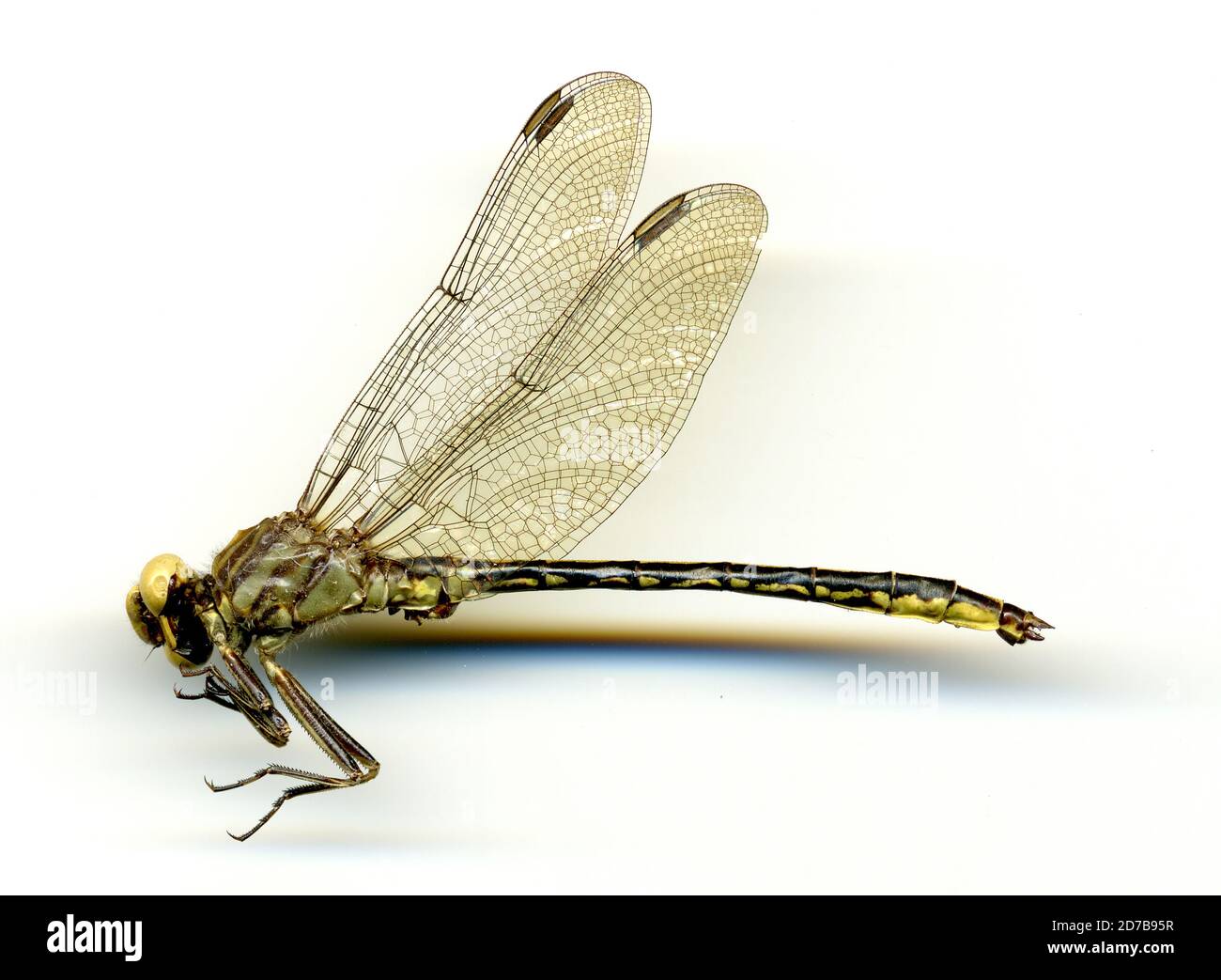 Fountain, US-231 at Juniper Creek, Bay, Florida, United States, Gomphus ...