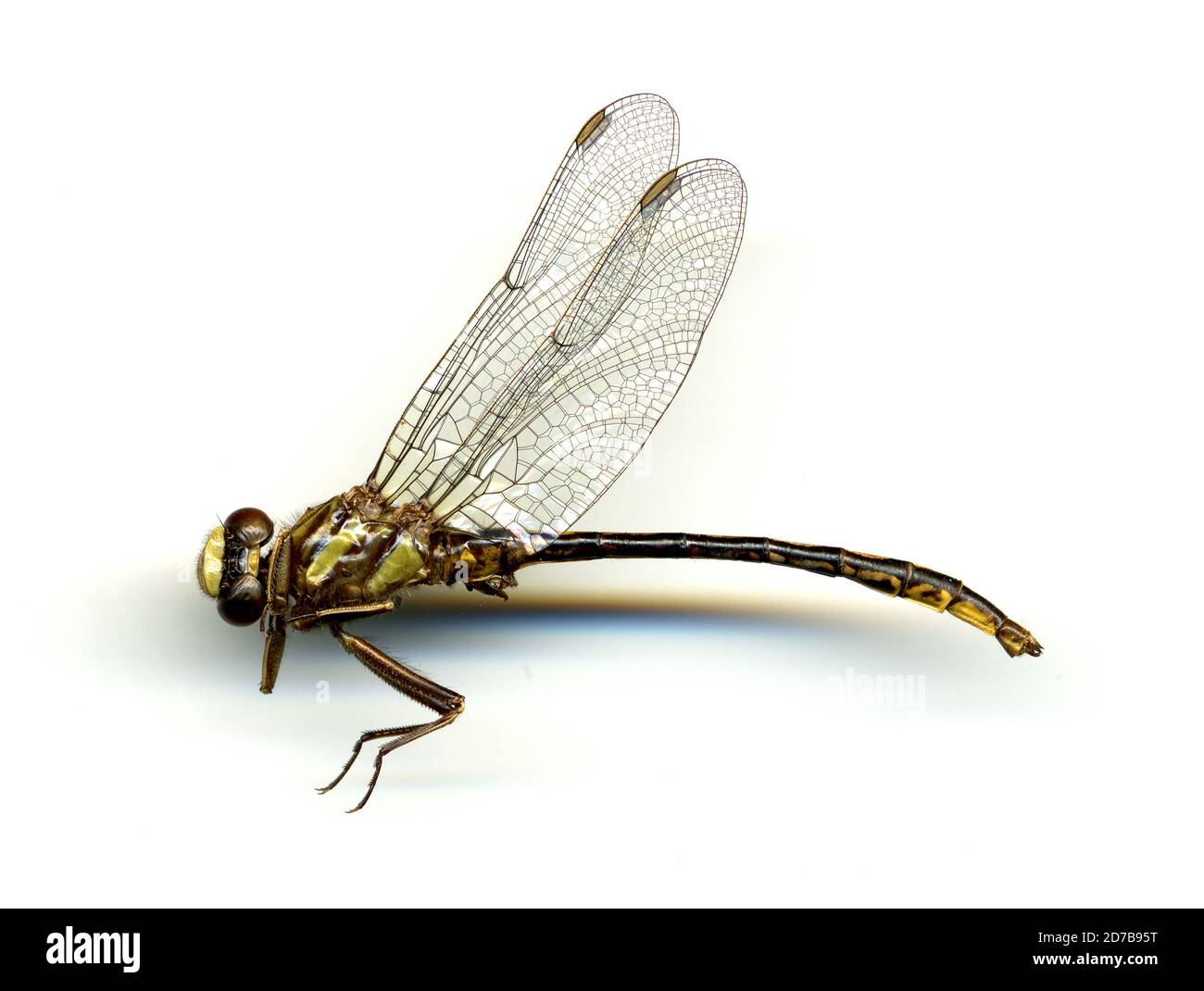 Campbell Lake, Chesterfield, South Carolina, United States, Gomphus ...