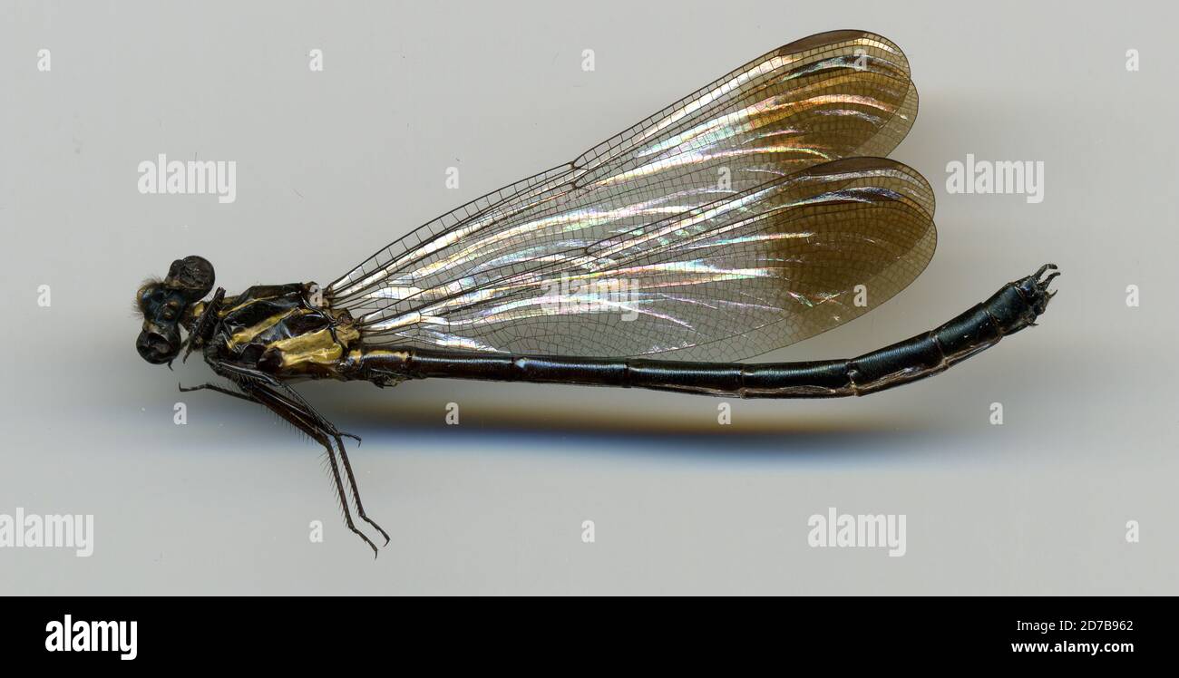 Szechuan, Long Ch'i, near Kwanshien, China, Bayadera melanopteryx Ris ...