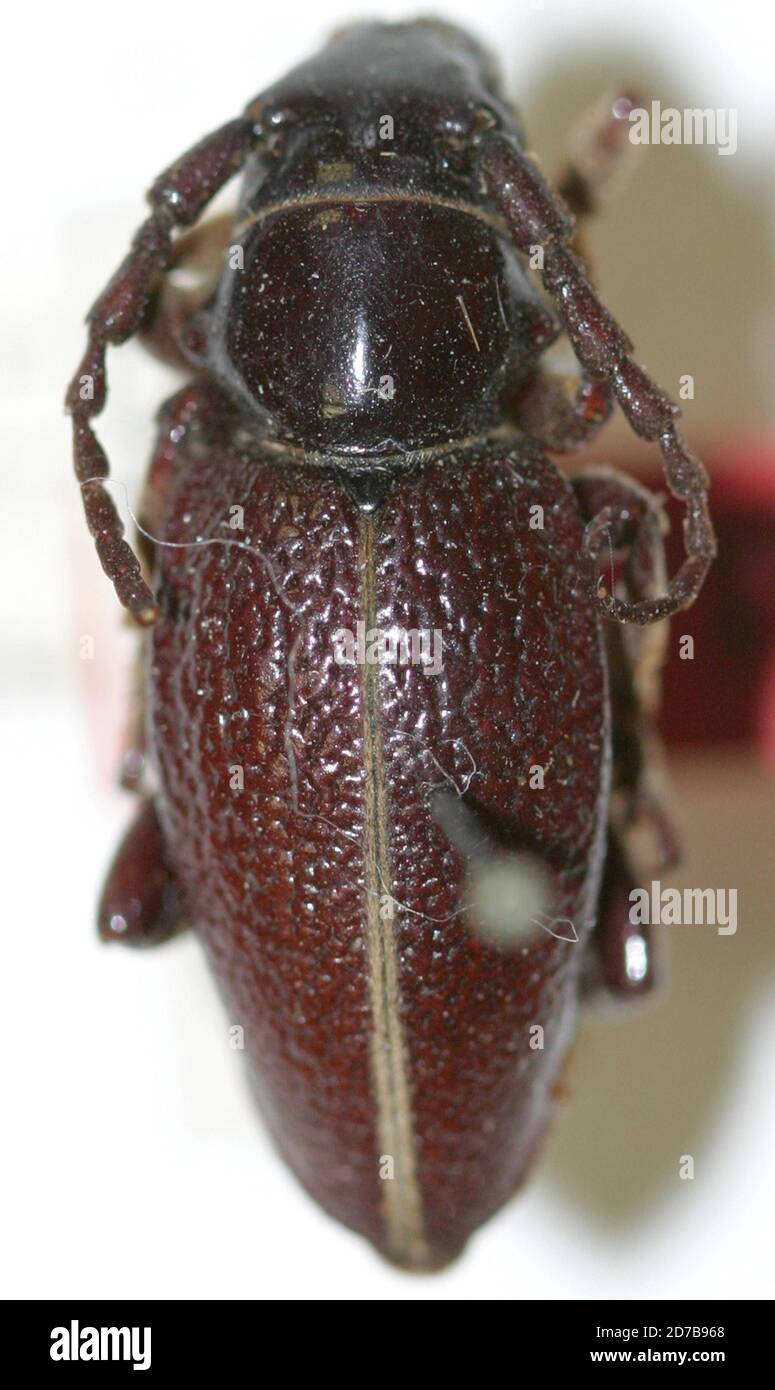 Morphotype hi-res stock photography and images - Alamy
