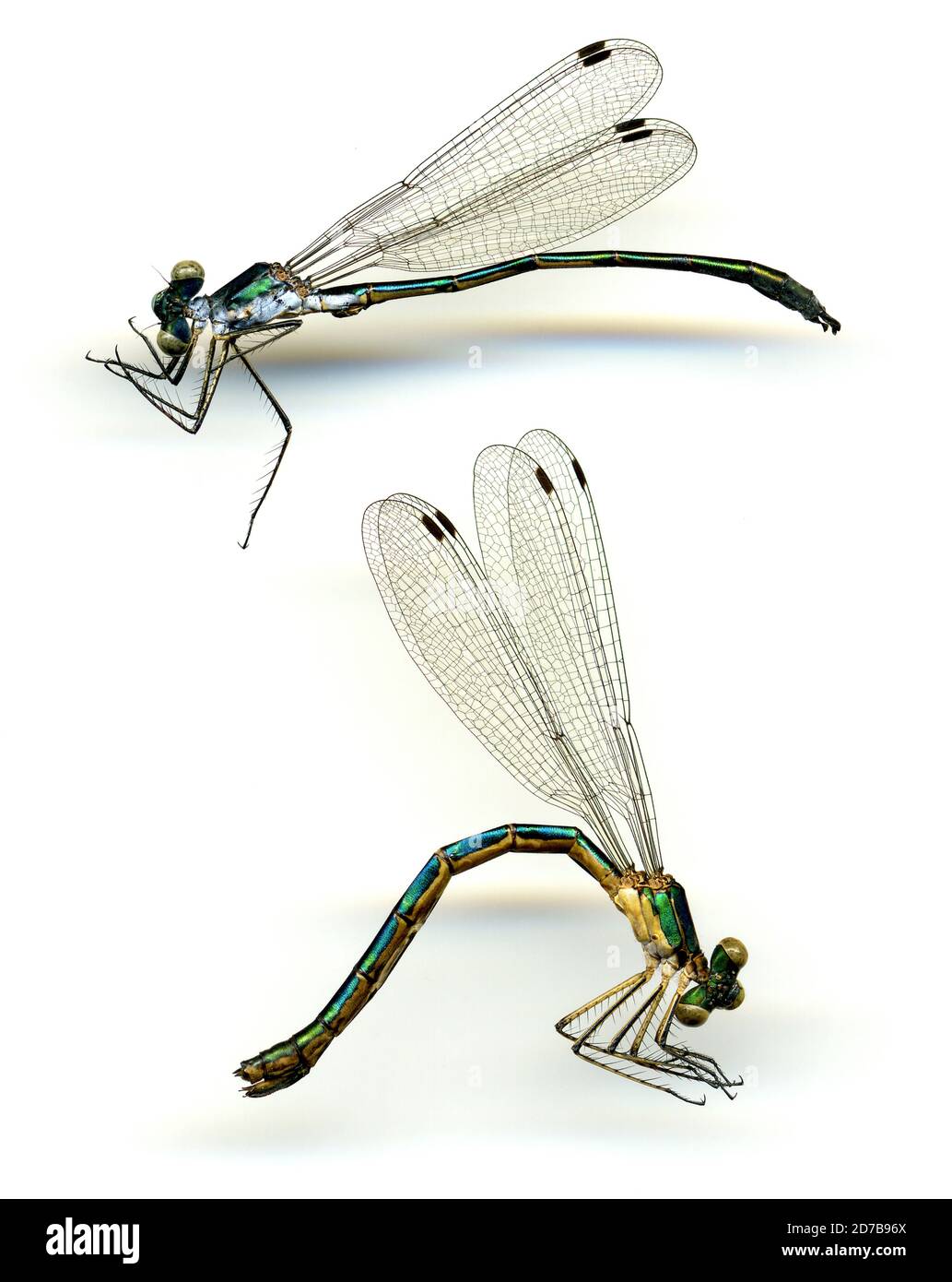 old sand pit and marsh off Snye Road, SE White Lake, Ontario, Canada ...