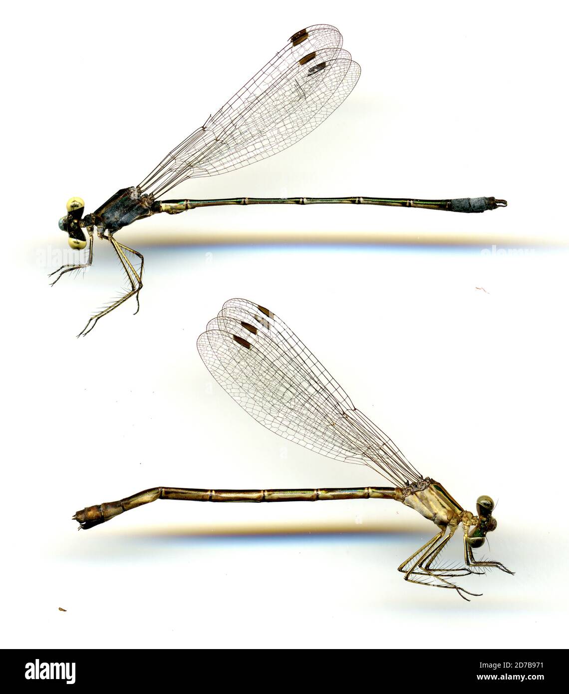 Florida Province, Bermejo, Laguna Volcan, Santa Cruz, Bolivia, Lestes ...