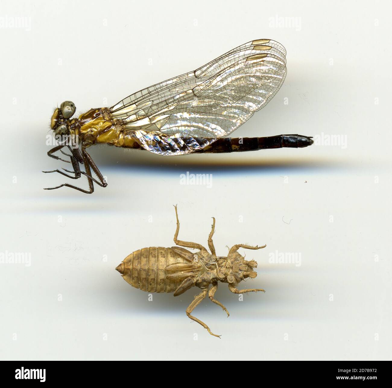 Lanthus vernalis carle hi-res stock photography and images - Alamy