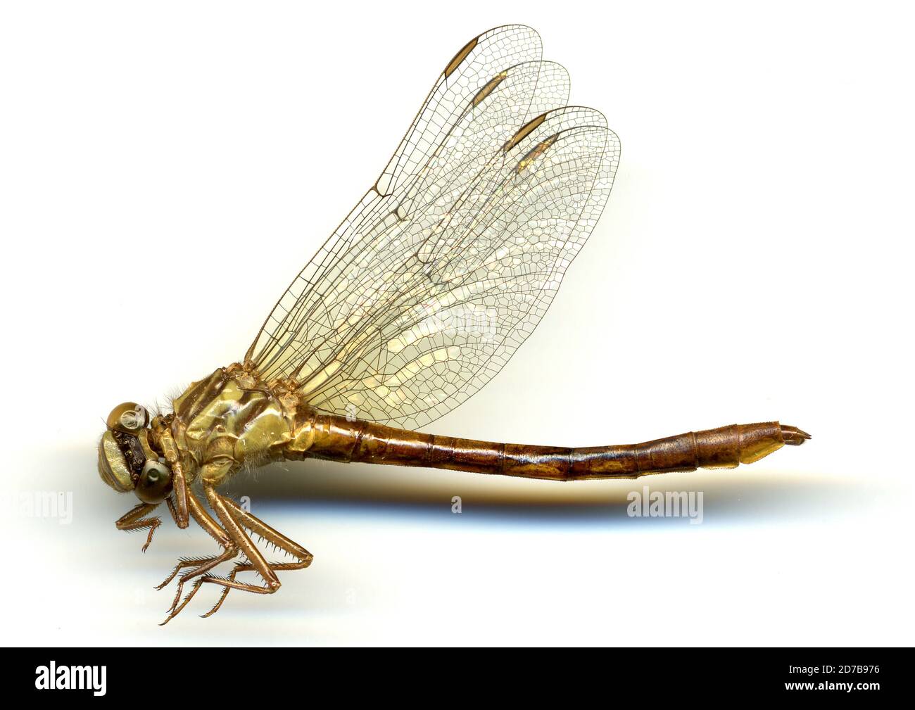 Gomphus minutus rambur hi-res stock photography and images - Alamy