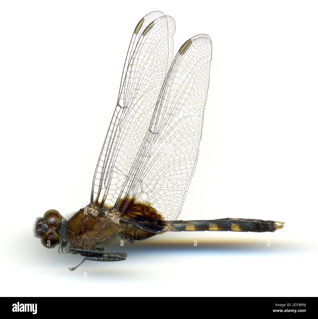 Havana, Rio Ariguanabo, Base de Campismo, 4 km N San Antonio de los ...