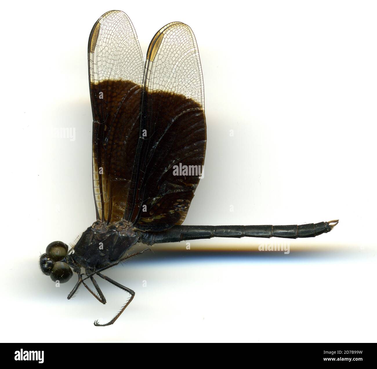 Rt. 95, Km 91 near Xochitepec, Morelos, Mexico, Erythrodiplax funerea ...