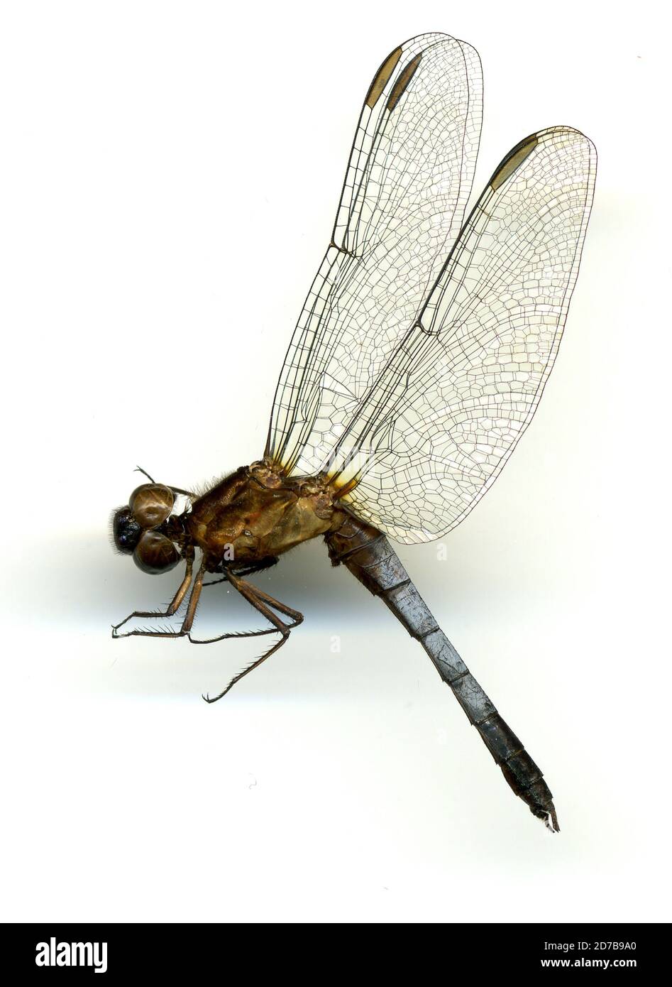 Pond #3, Cluff Ranch Wildlife Area, southwest of Pima, Graham, Arizona ...
