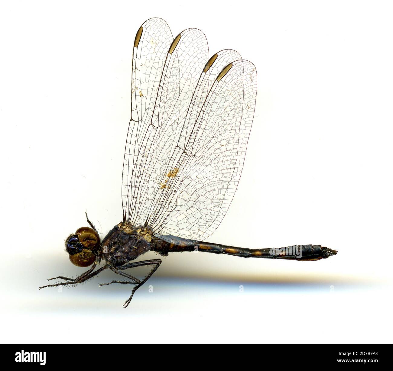 Upper Matecumbe Key, Monroe, Florida, United States, Erythrodiplax ...