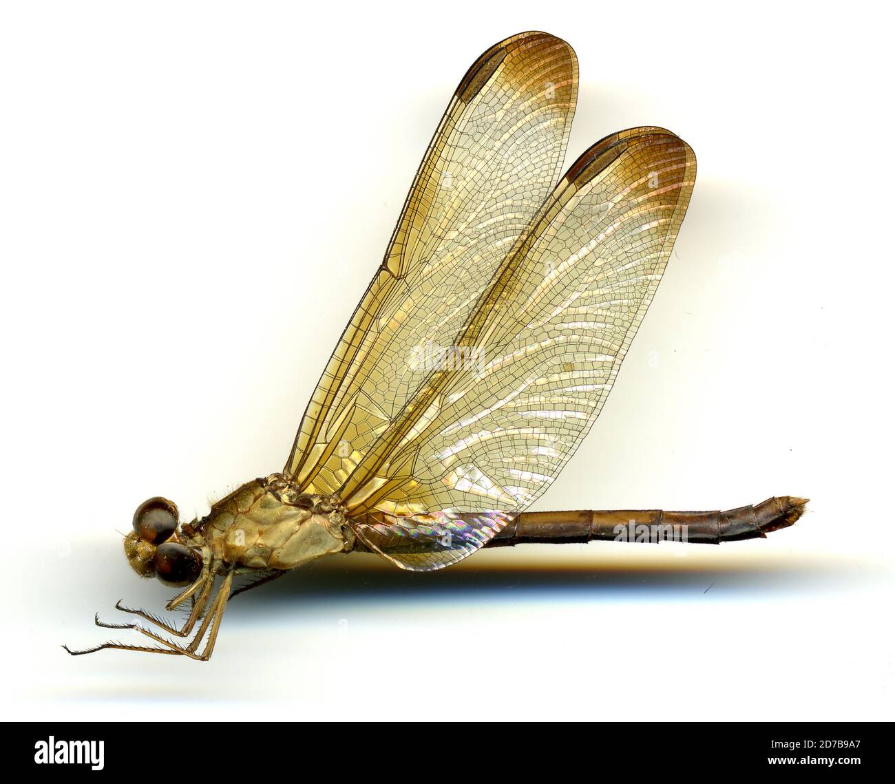 Comala, Colima, Mexico, Erythrodiplax funerea (Hagen, 1861), Animalia ...