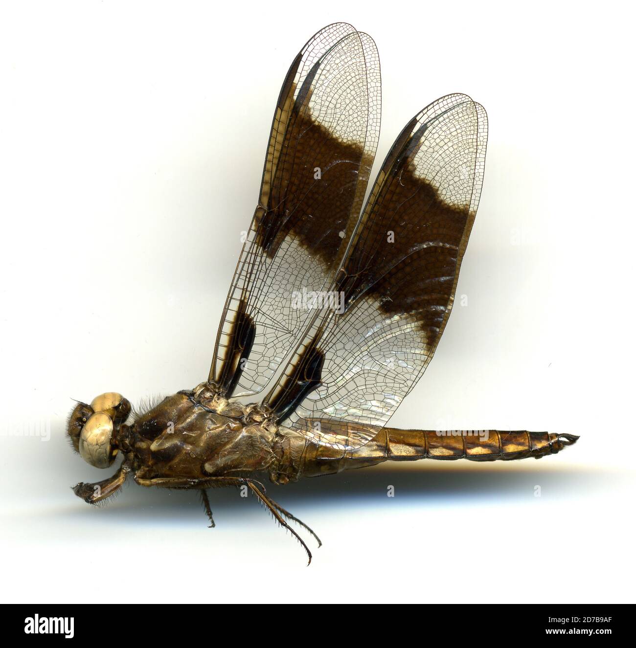 1 mile southeast Dunnsville, Essex, Virginia, United States, Libellula ...