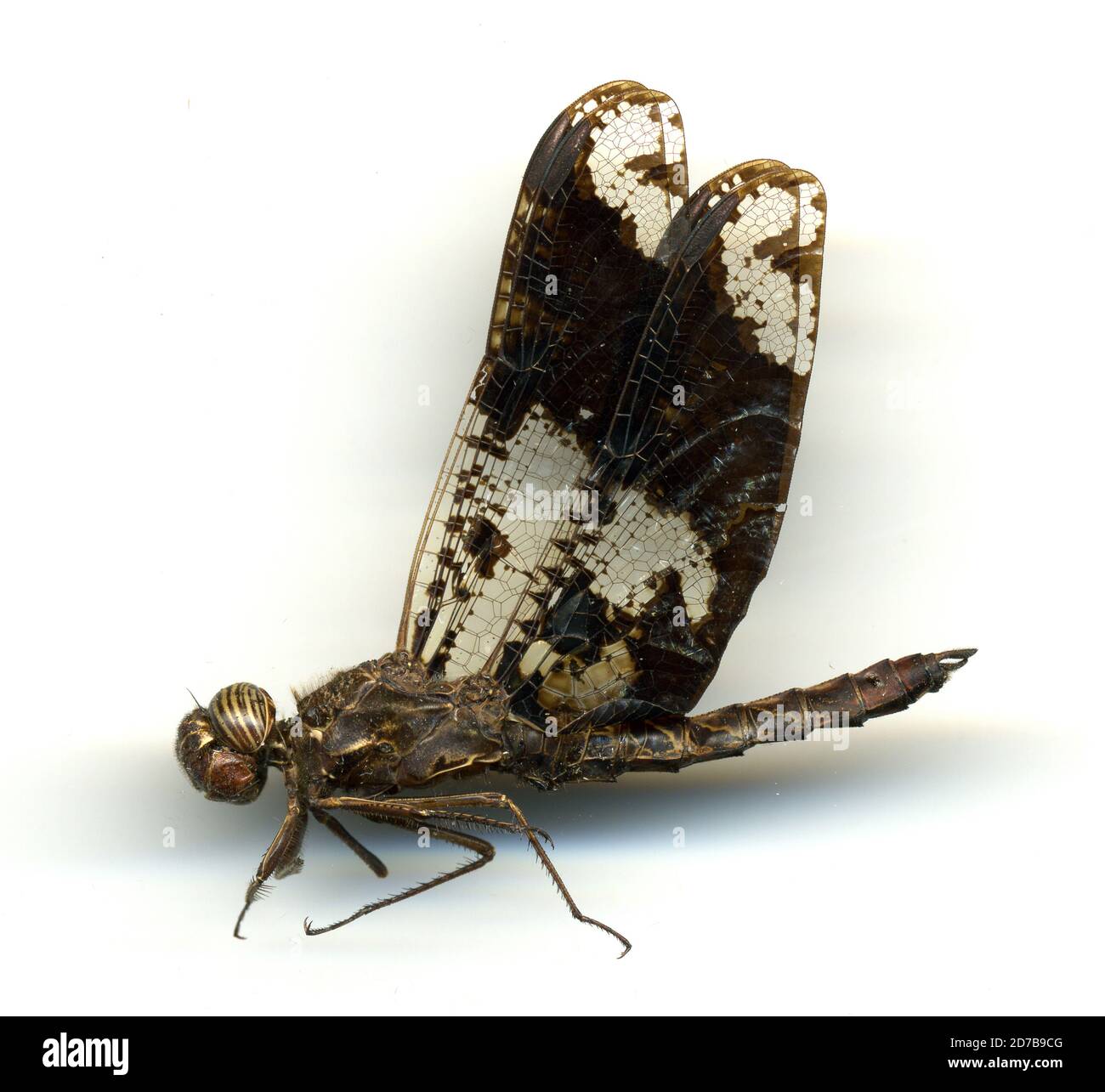 Skeleton Canyon New Mexico