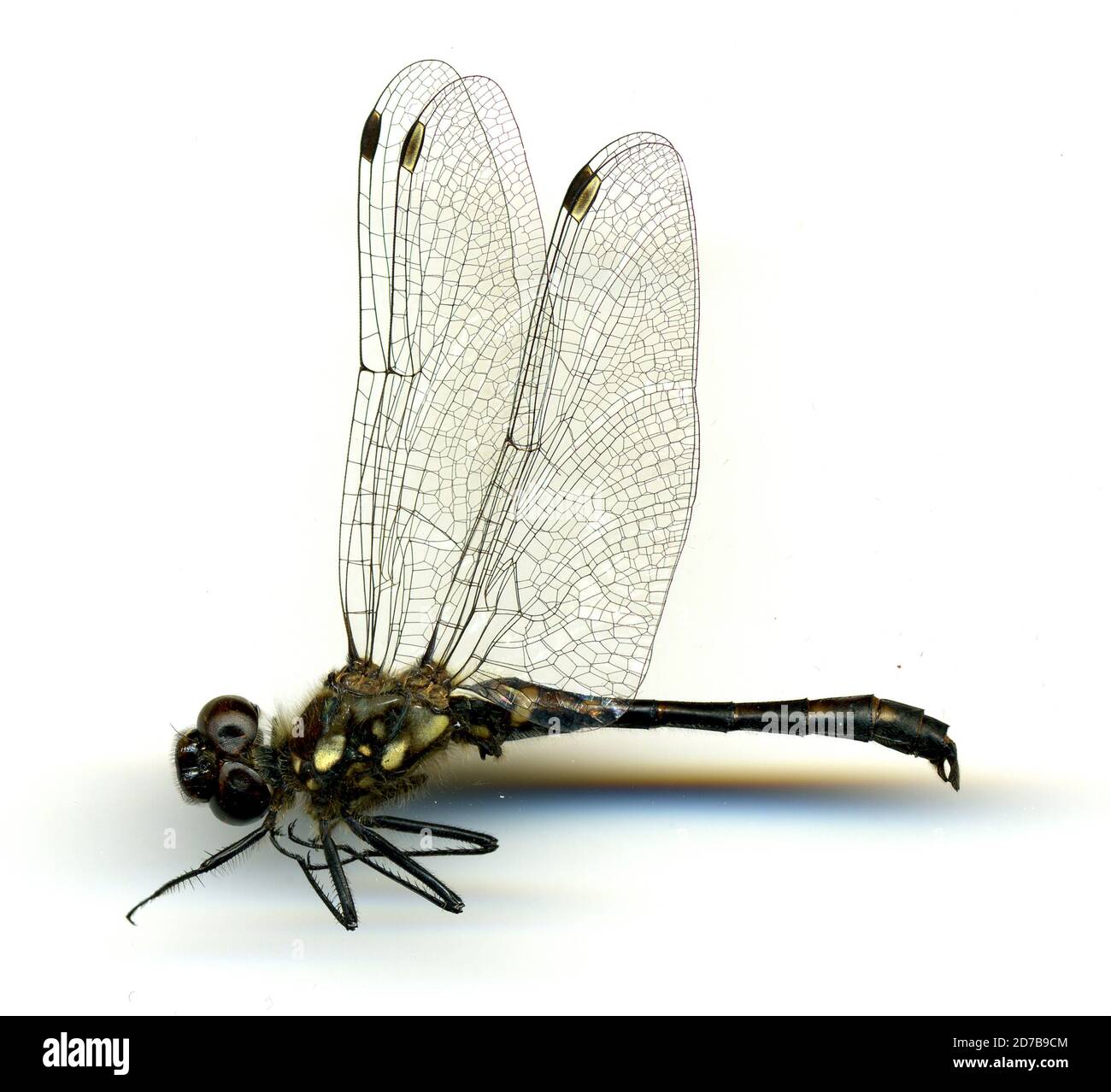 marsh, Riverside Drive, 1 mile east of Route 73, Essex, New York ...