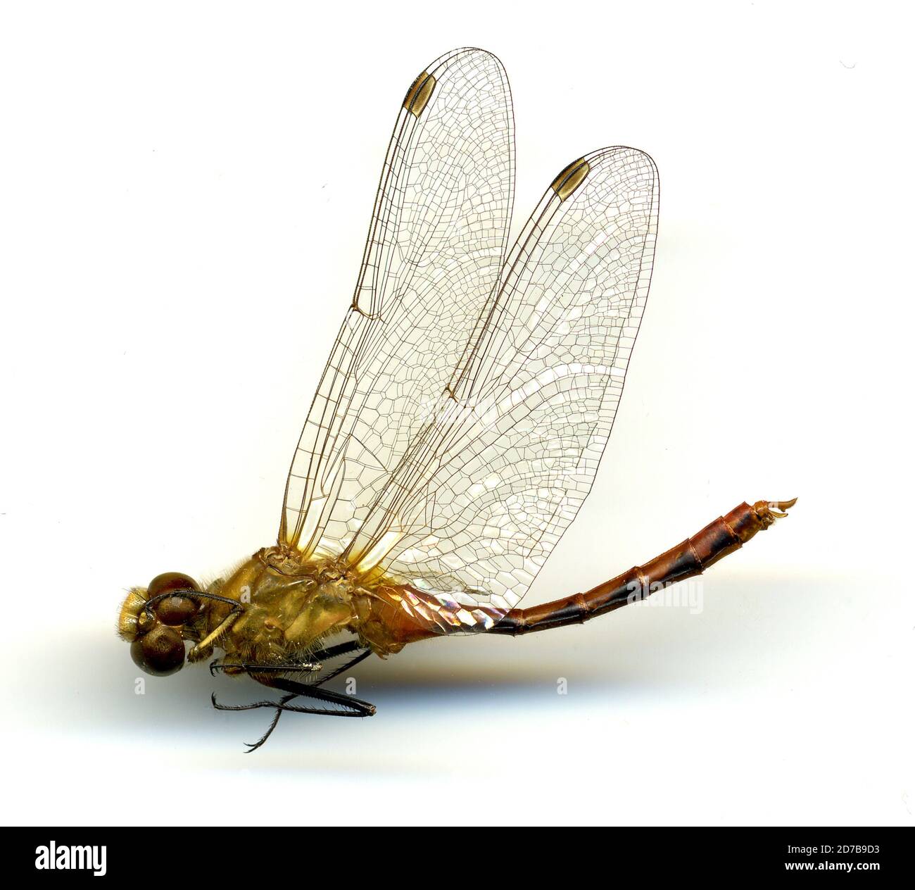 Verona, Oneida, New York, United States, Sympetrum janeae Carle, 1993 ...