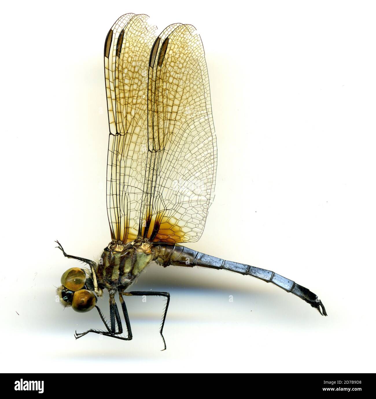 Fish ponds, South Pence Springs, Summers, West Virginia, United States ...