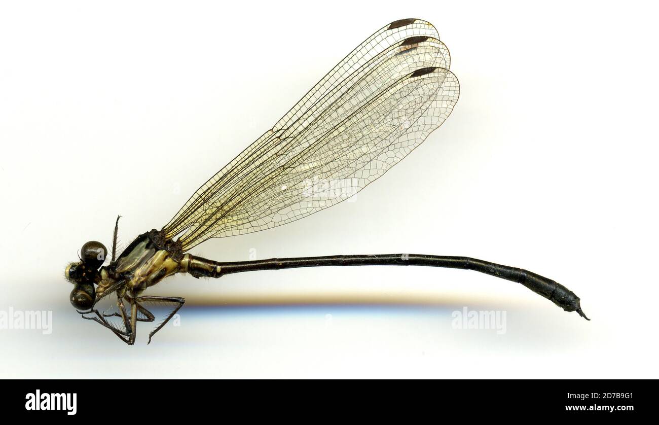 10 mi vara blanca hi-res stock photography and images - Alamy