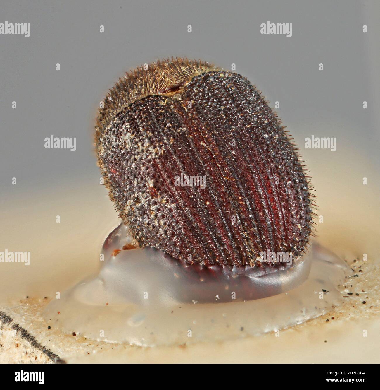 Pinned, Bolivia, Cochabamba, Bolivia, Phloeotribus vestitus Eggers ...