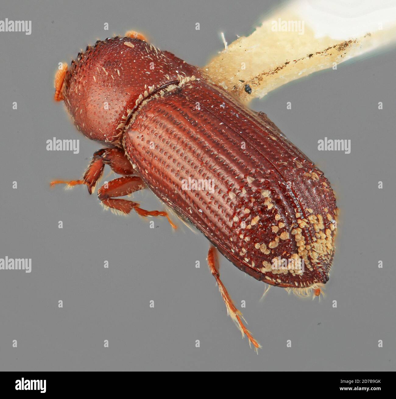 Pinned, 3 miles W of El Salto, Durango, Mexico, Micracis amplinis Wood ...