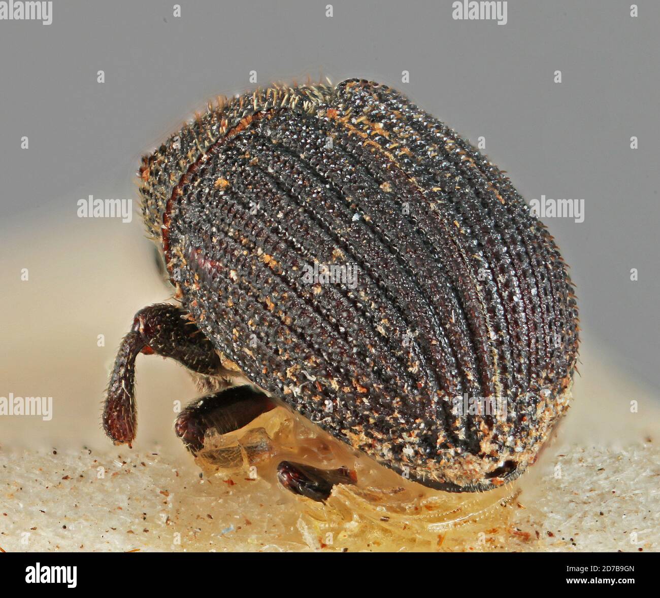 Pinned, Bolivia, Cochabamba, Bolivia, Phloeotribus striatus Eggers ...