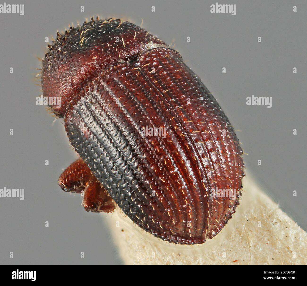 Pinned, Bolivia, Cochabamba, Bolivia, Phloeotribus bolivianus Eggers ...