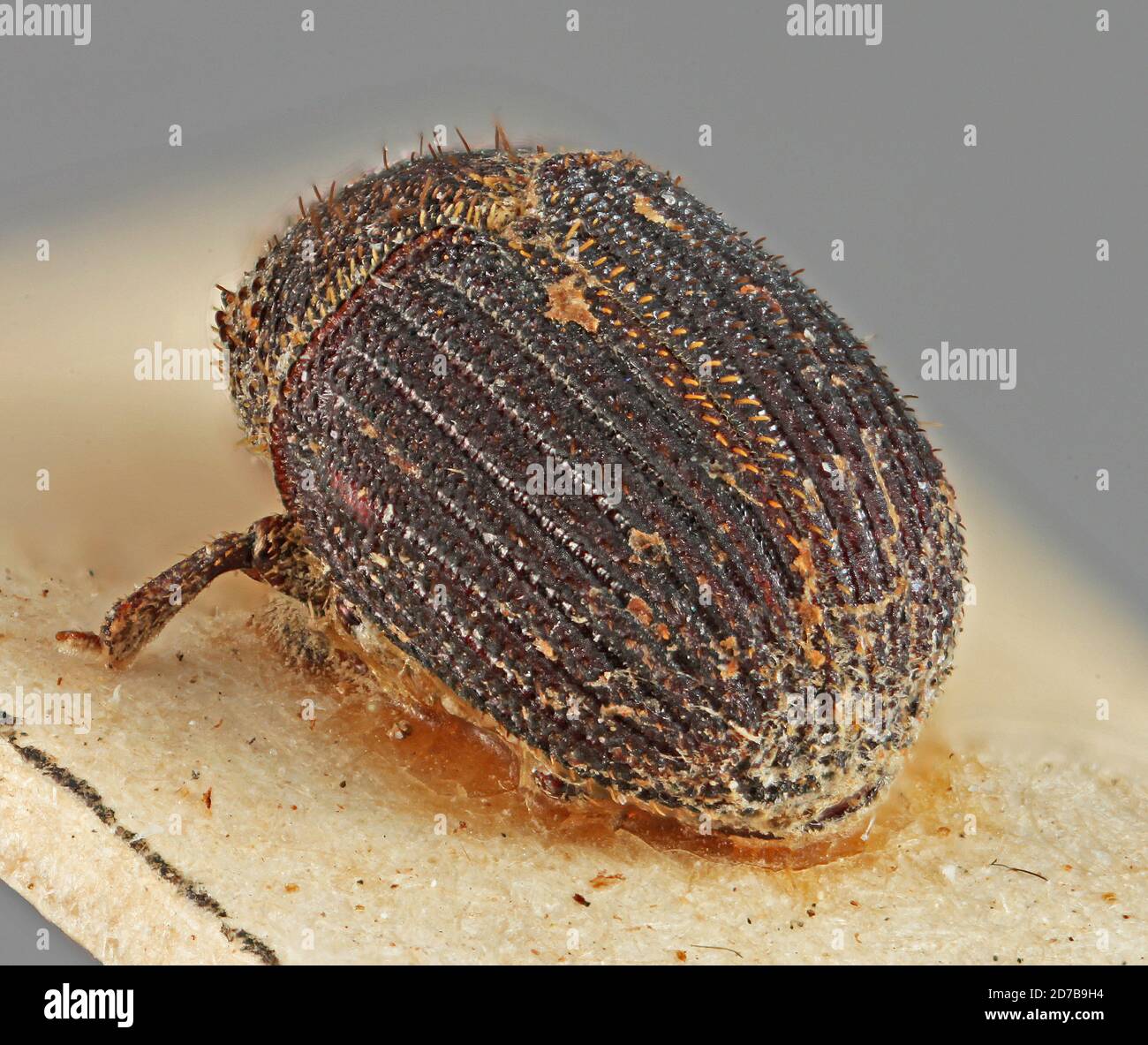 Pinned, Bolivia, Cochabamba, Bolivia, Phloeotribus uniseriatus Eggers ...