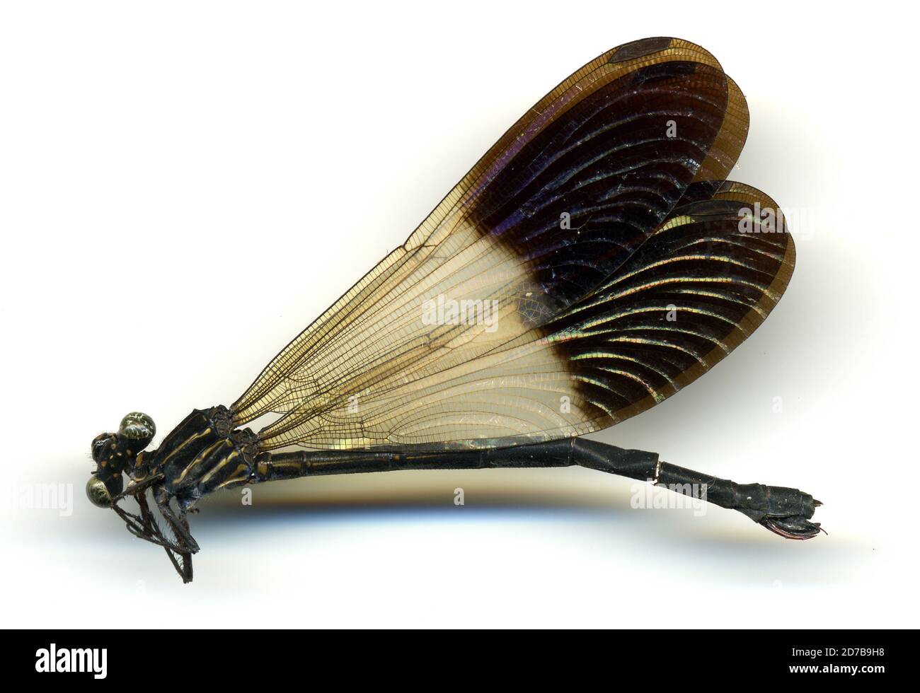 Meta, Rio Negro, Colombia, Polythore procera (Selys, 1869), Animalia ...