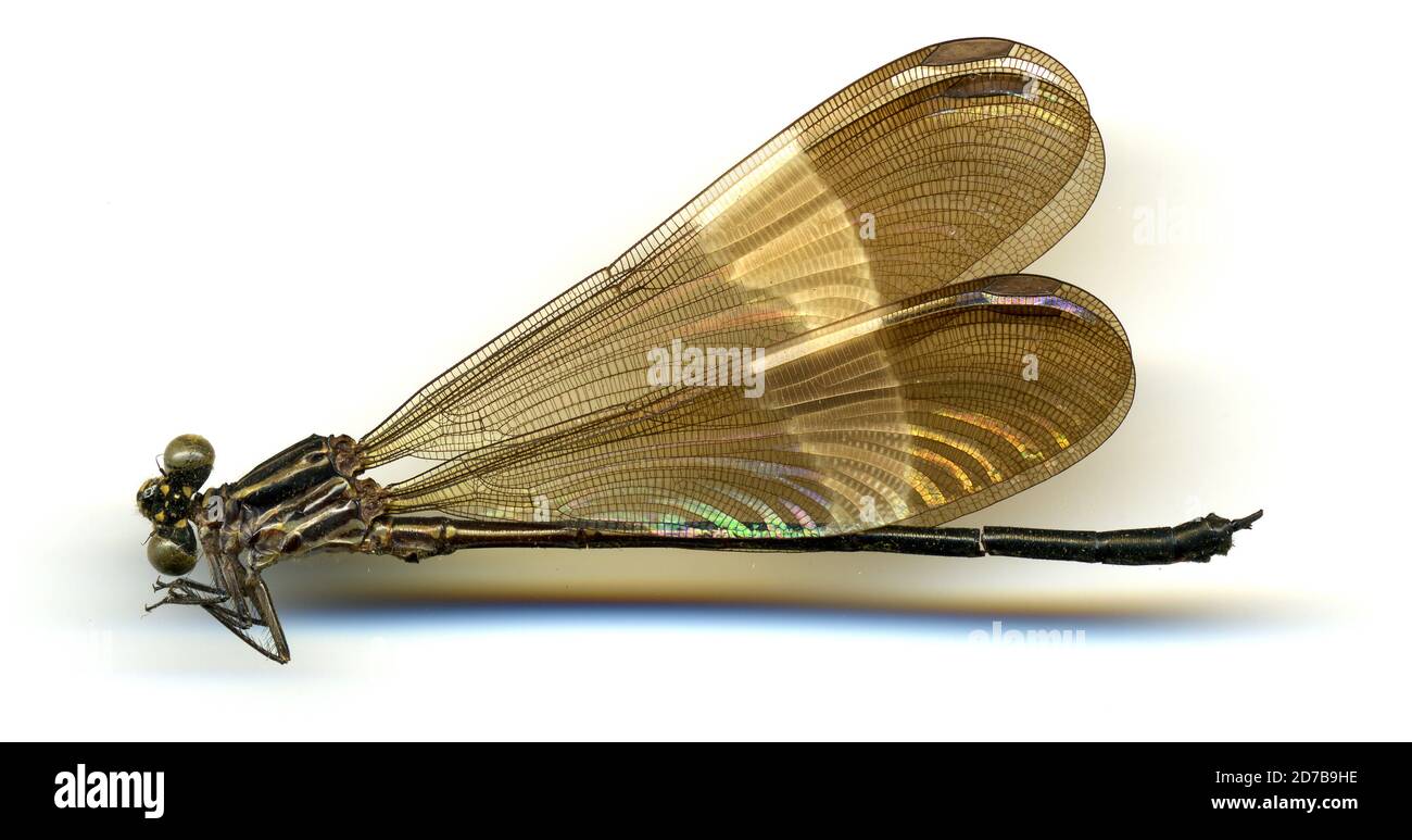 Dpto madre de dios hi-res stock photography and images - Alamy