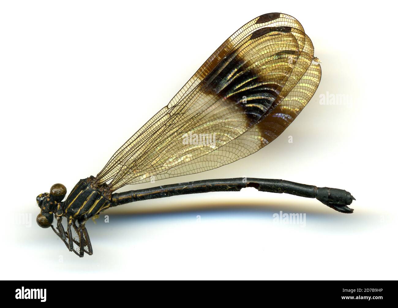 Tingo Maria, in jungle, Peru, Polythore picta (Rambur, 1842), Animalia ...