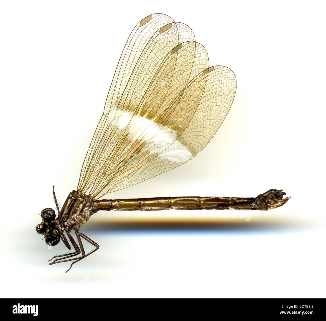 Peru, Polythore aurora (Selys, 1879), Animalia, Arthropoda, Insecta ...