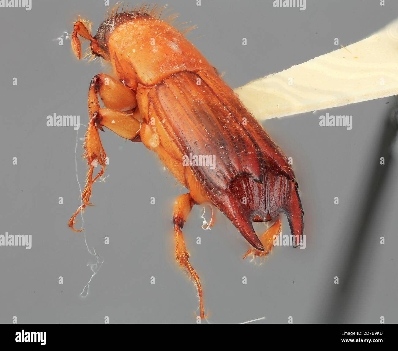 Pinned, Pandora, Limon, Costa Rica, Tesserocerus forceps Wood, 1966 ...