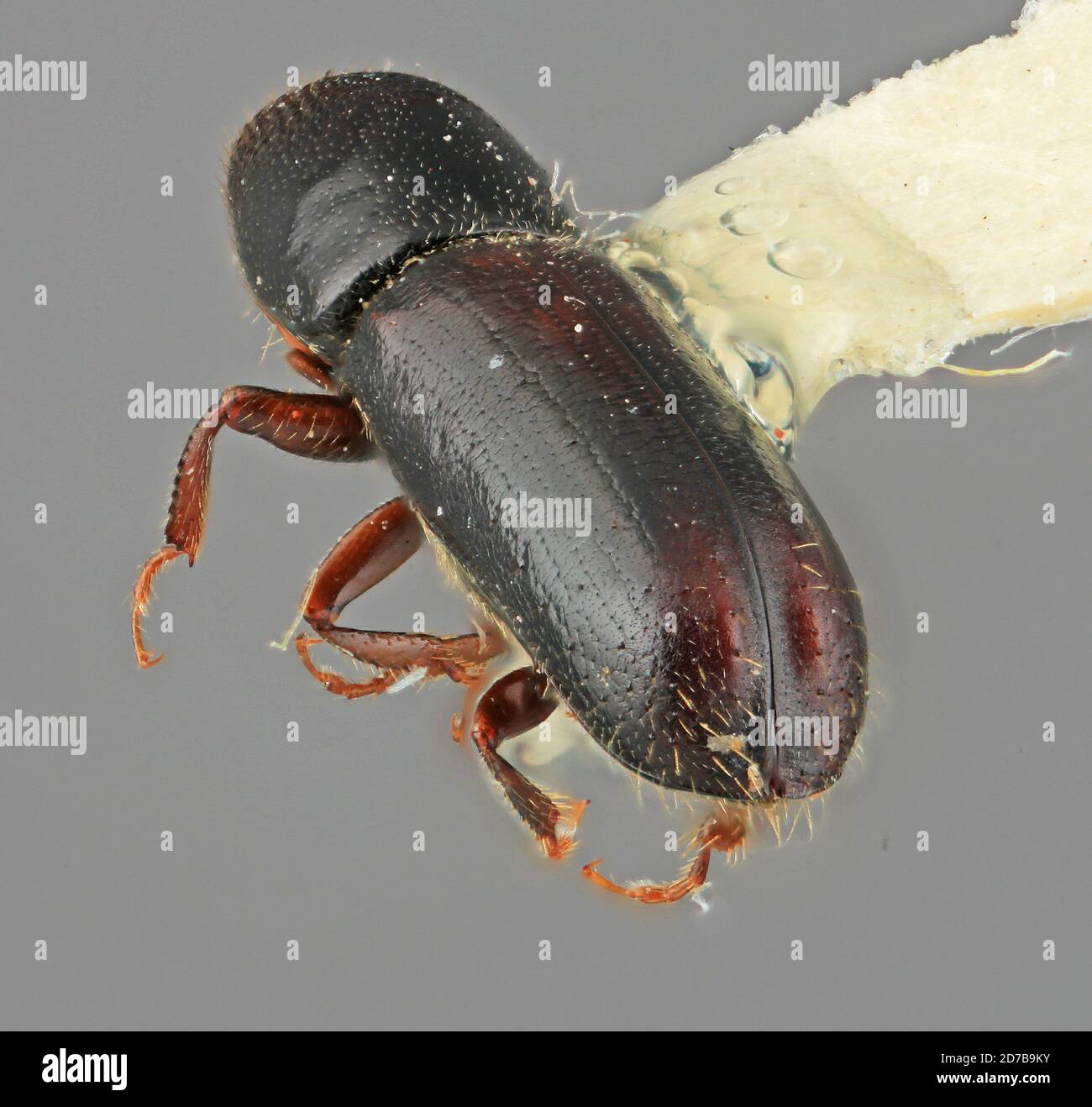 Gnathotrichus alniphagus wood hi-res stock photography and images - Alamy