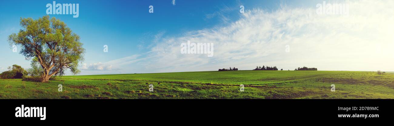 Spring panoramic landscape with lonely growing tree and green fields ...