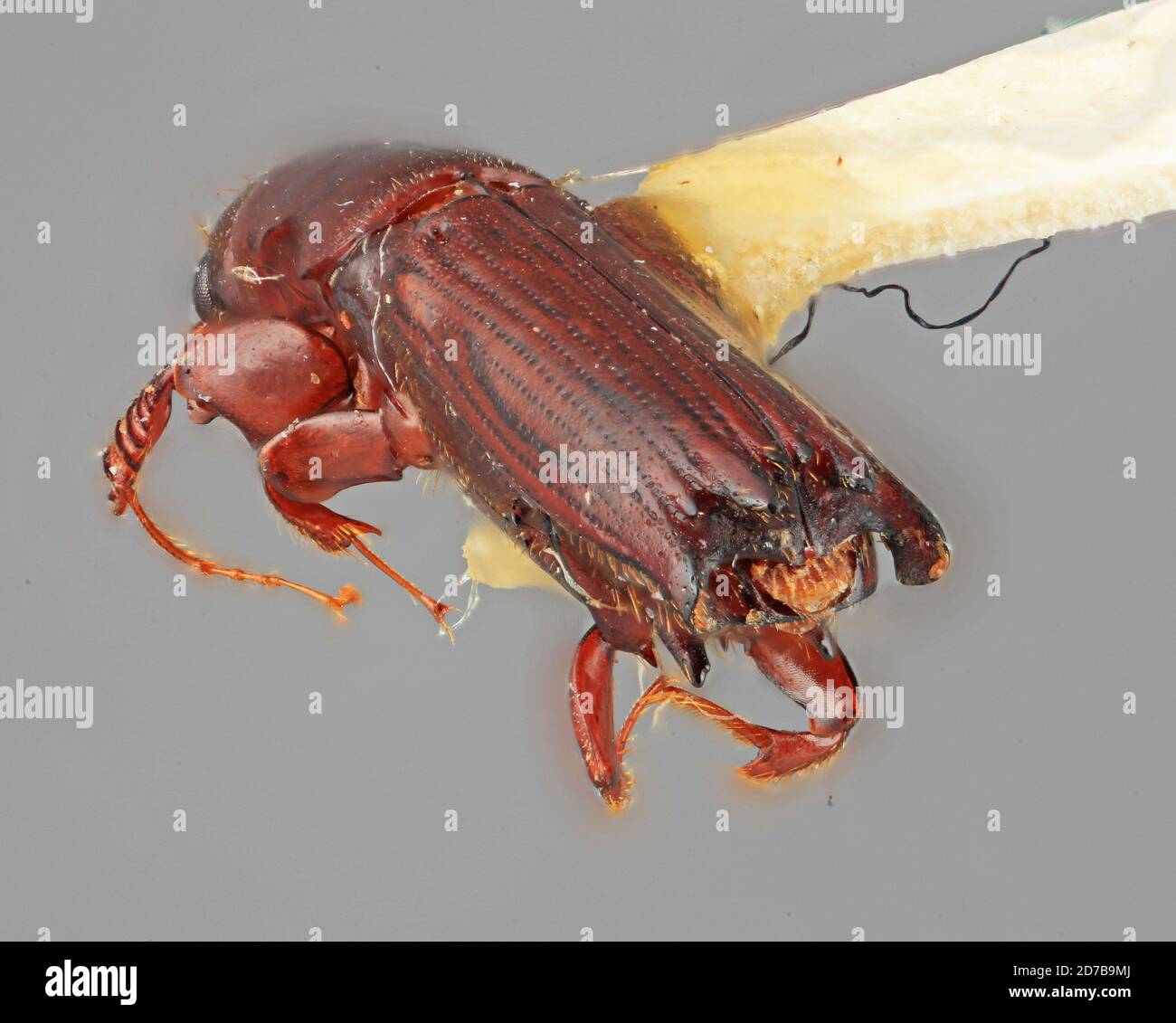 Pinned, 10 miles SE of Cartago on the Pan American Highway, Cartago ...