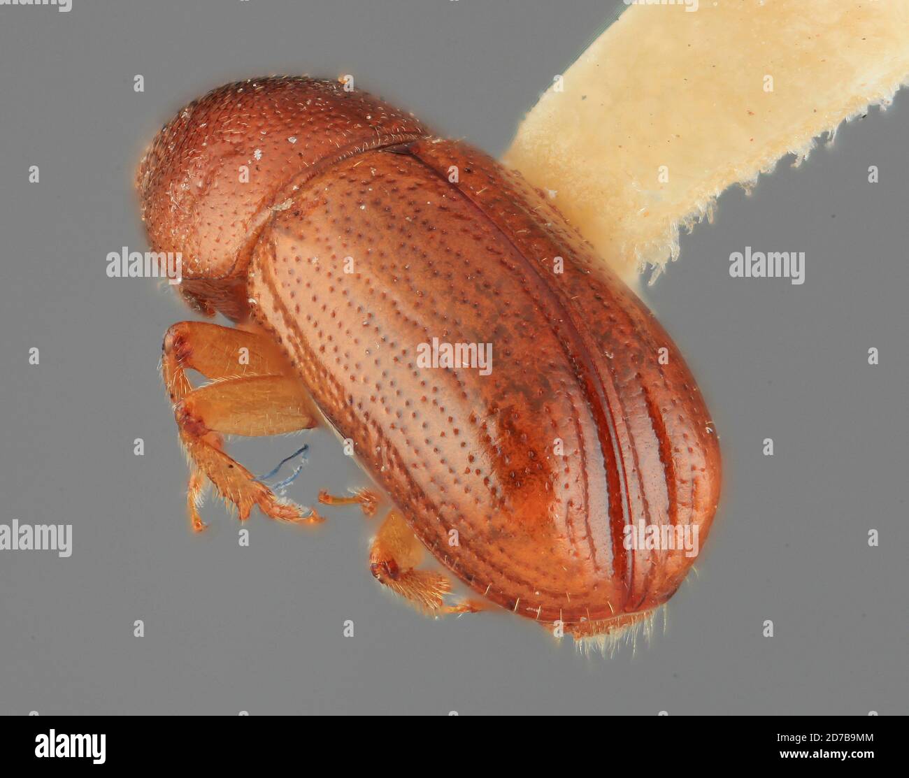 Pinned, Bogata, Col. Pino Romeron, Bogota, Colombia, Thamnophthorus ...