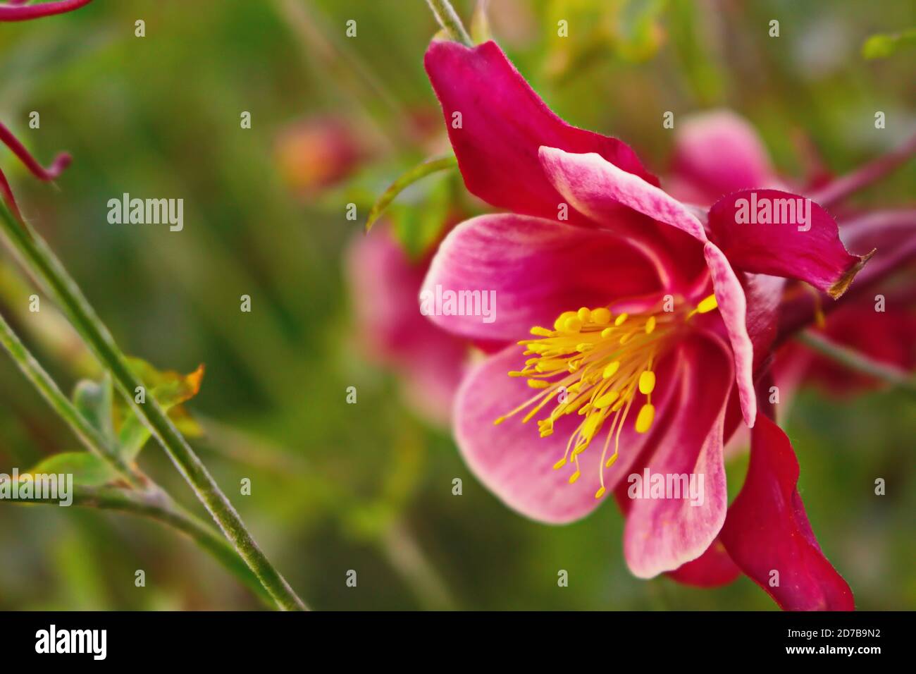 Explosive flower hi-res stock photography and images - Alamy
