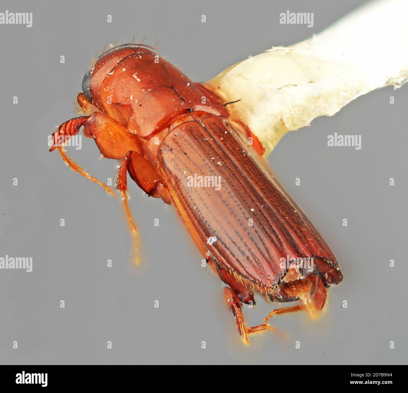 Platypus spectus wood hi-res stock photography and images - Alamy