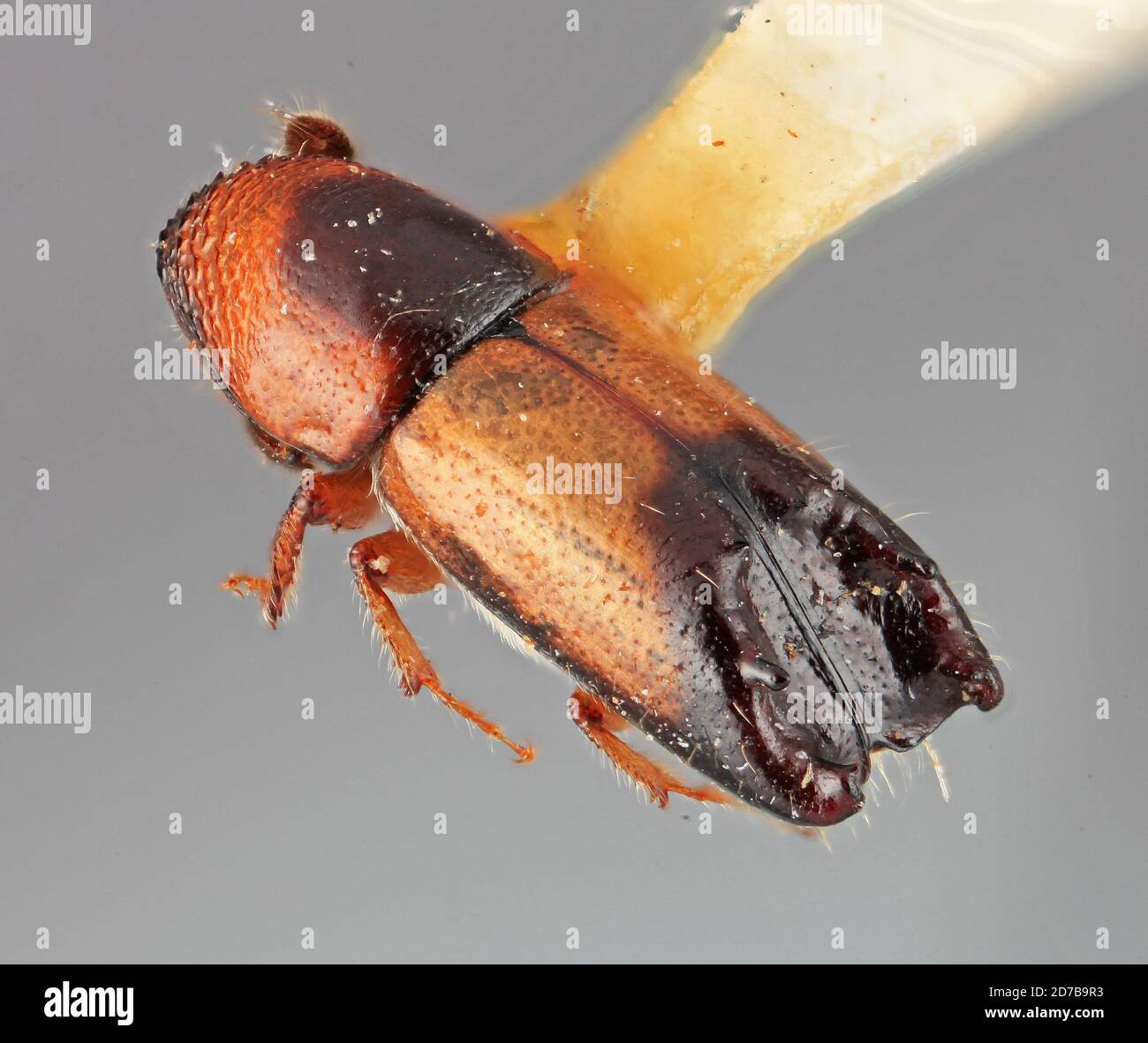 Pinned, Volcan Poas, Her. 4500ft. VII-14-1963 S.L.W., Heredia, Costa ...