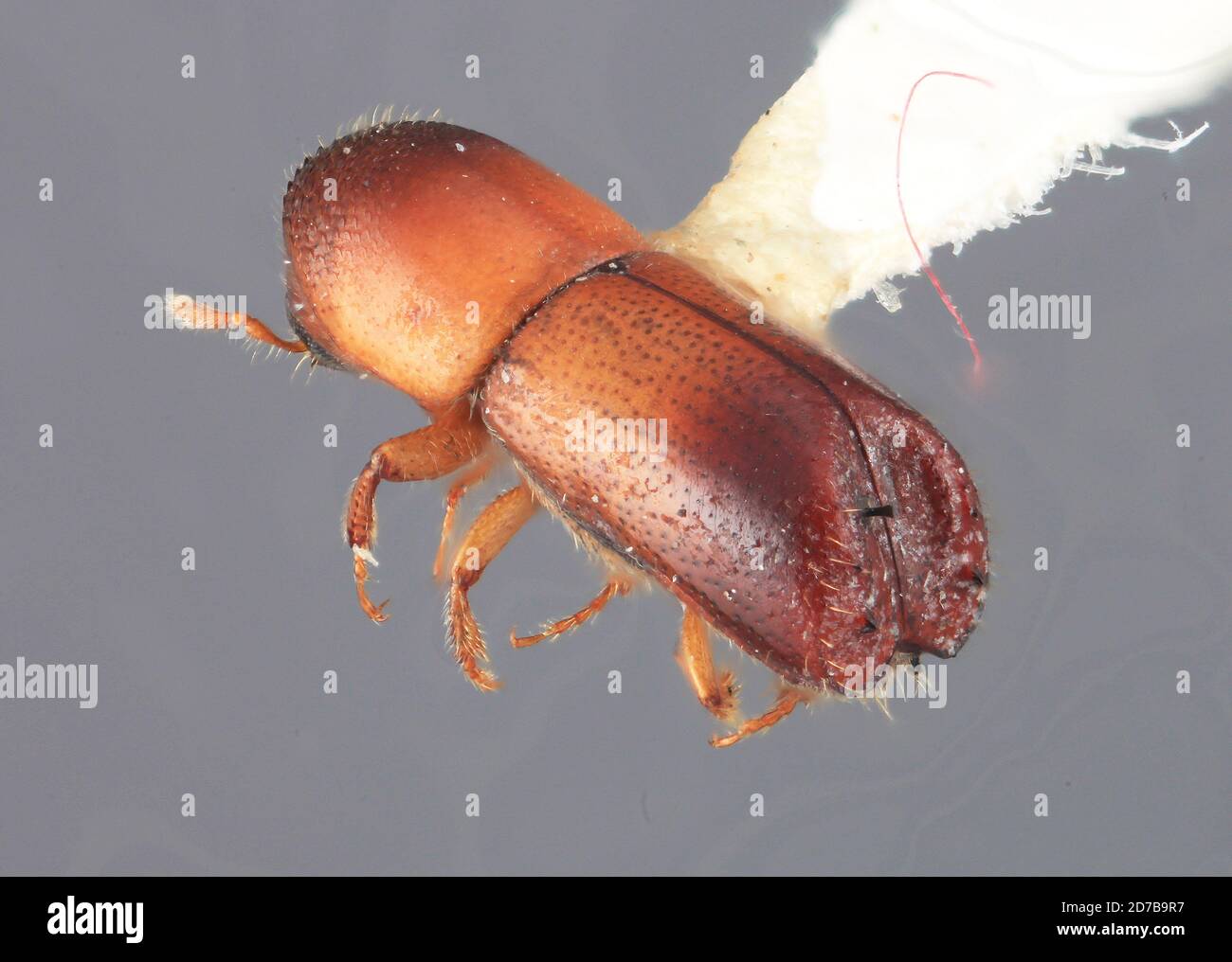 Pinned, Cerro Pena, Honduras, Monarthrum subgranulatum Wood, 1974 ...