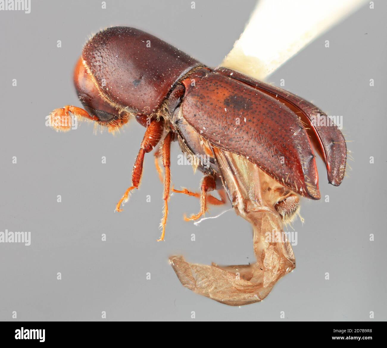 Monarthrum durangoensis wood hi-res stock photography and images - Alamy