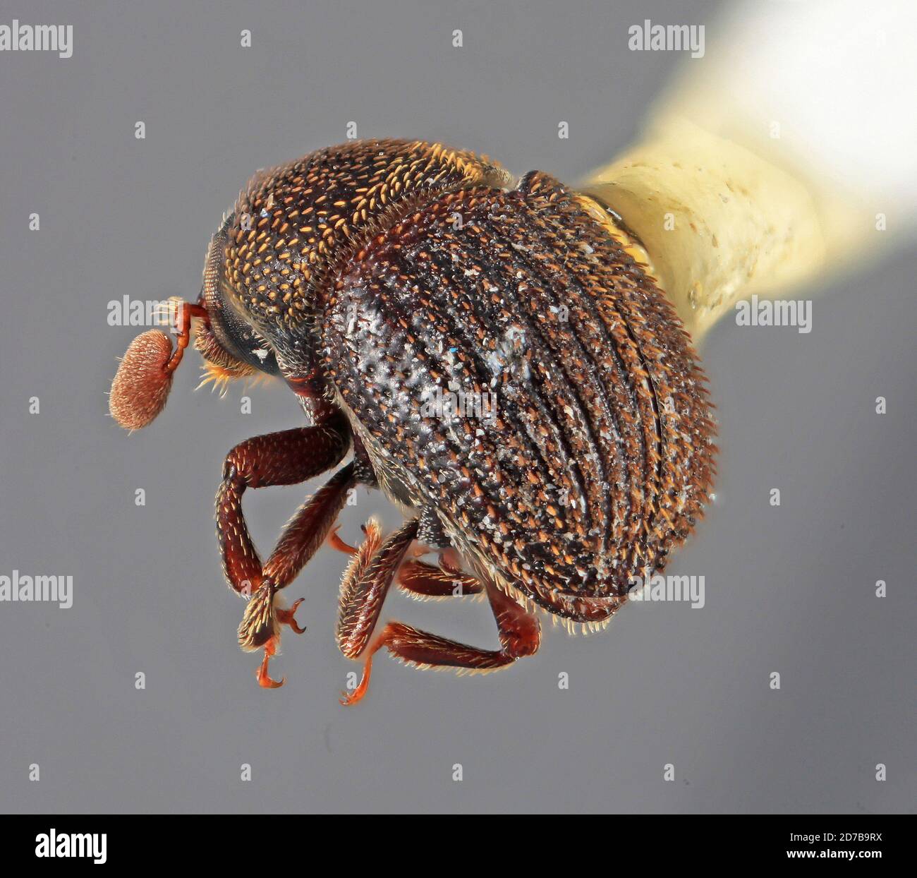 Pinned, 7 km NW of Socopo, Barinas, Venezuela, Chramesus imporcatus ...