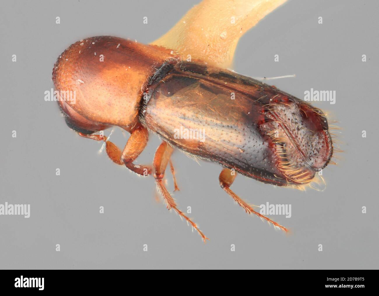 Pinned, 33mi E. Morelia Mich. VI-14-1965 9000ft. S.L.Wood, Michoacan ...