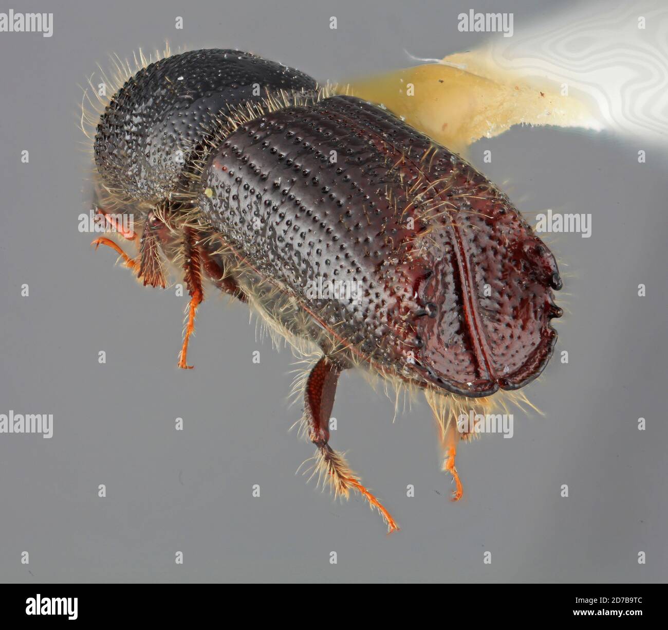 Ips pilifrons thatcheri wood hi-res stock photography and images - Alamy