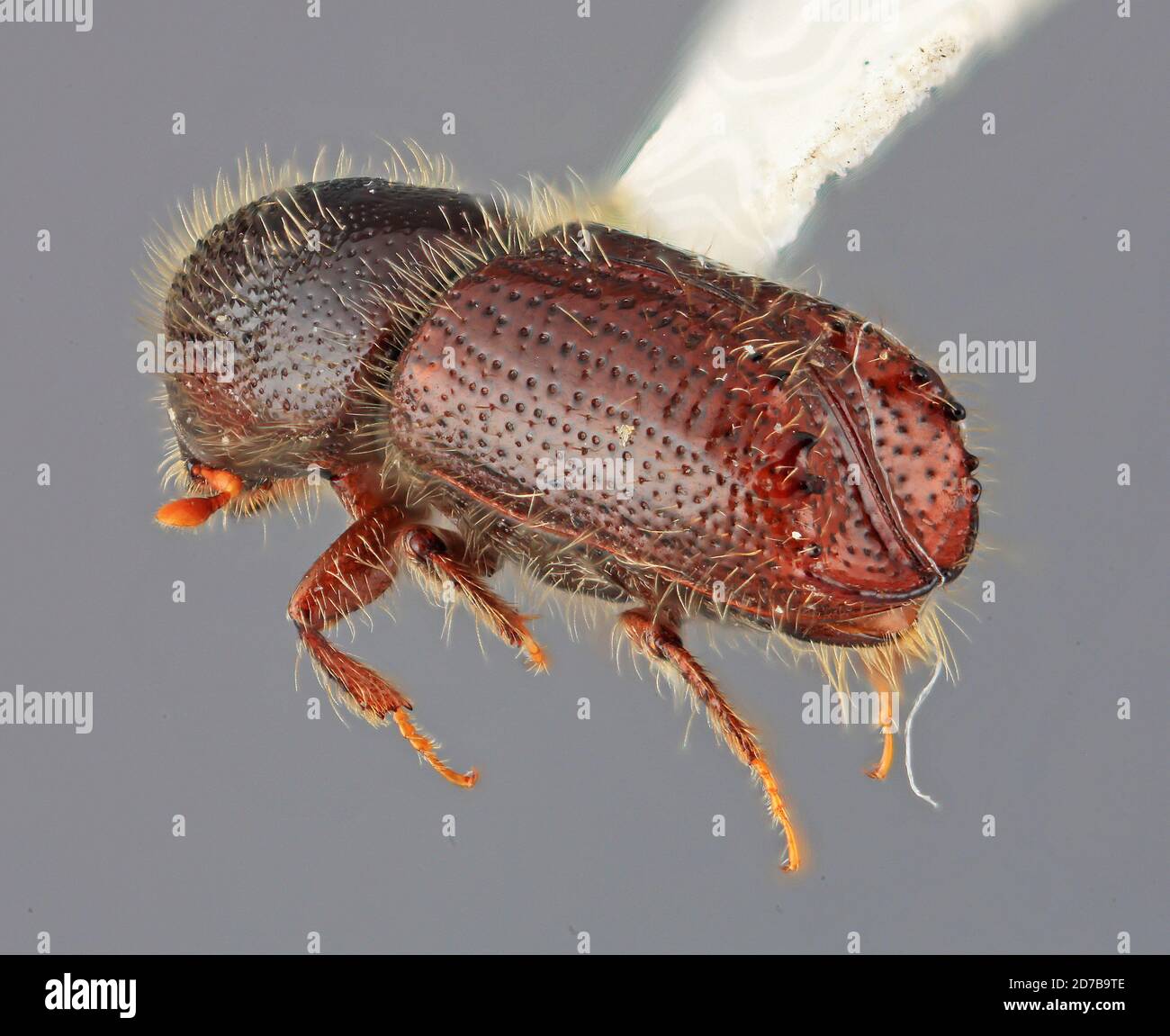 Ips borealis lanieri wood hi-res stock photography and images - Alamy