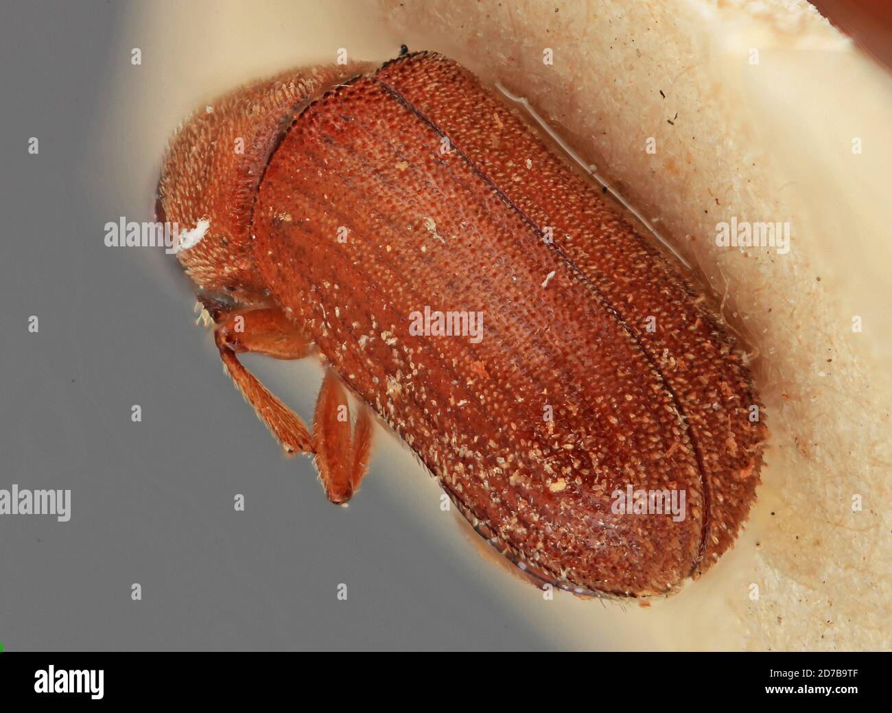Polygraphus querci wood hi-res stock photography and images - Alamy