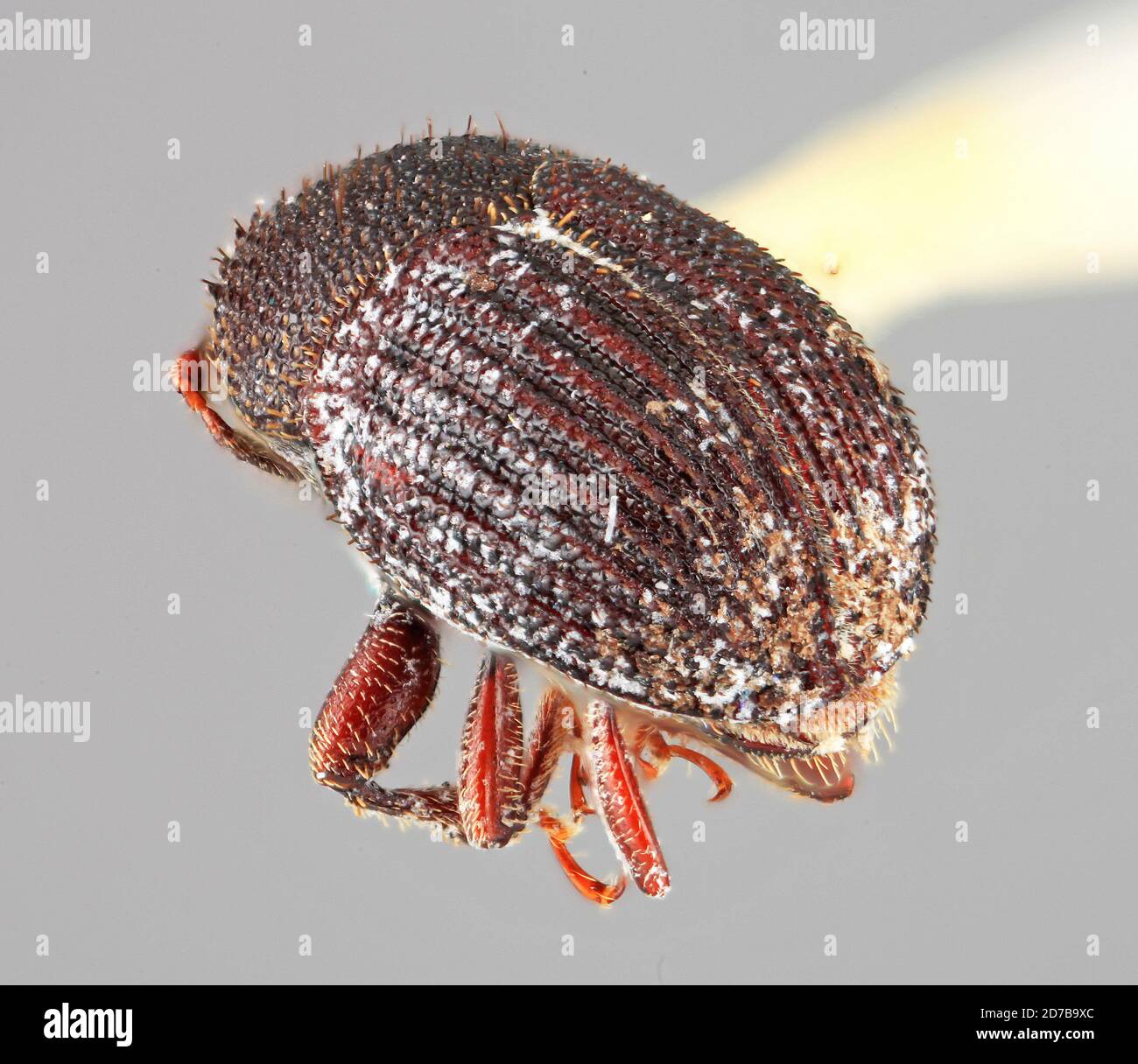 Phloeotribus maurus wood hi-res stock photography and images - Alamy