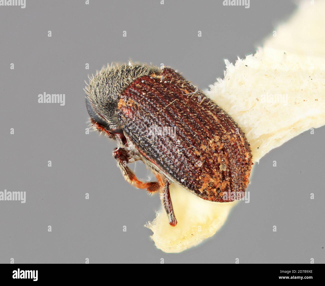 Phloeotribus woytkowskii wood hi-res stock photography and images - Alamy