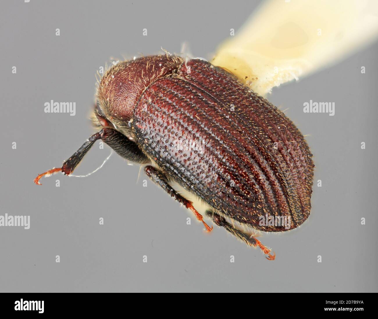 Pinned, Volcan Poas. Her. 4000ft IX-6-1963 S.L.W., Heredia, Costa Rica ...