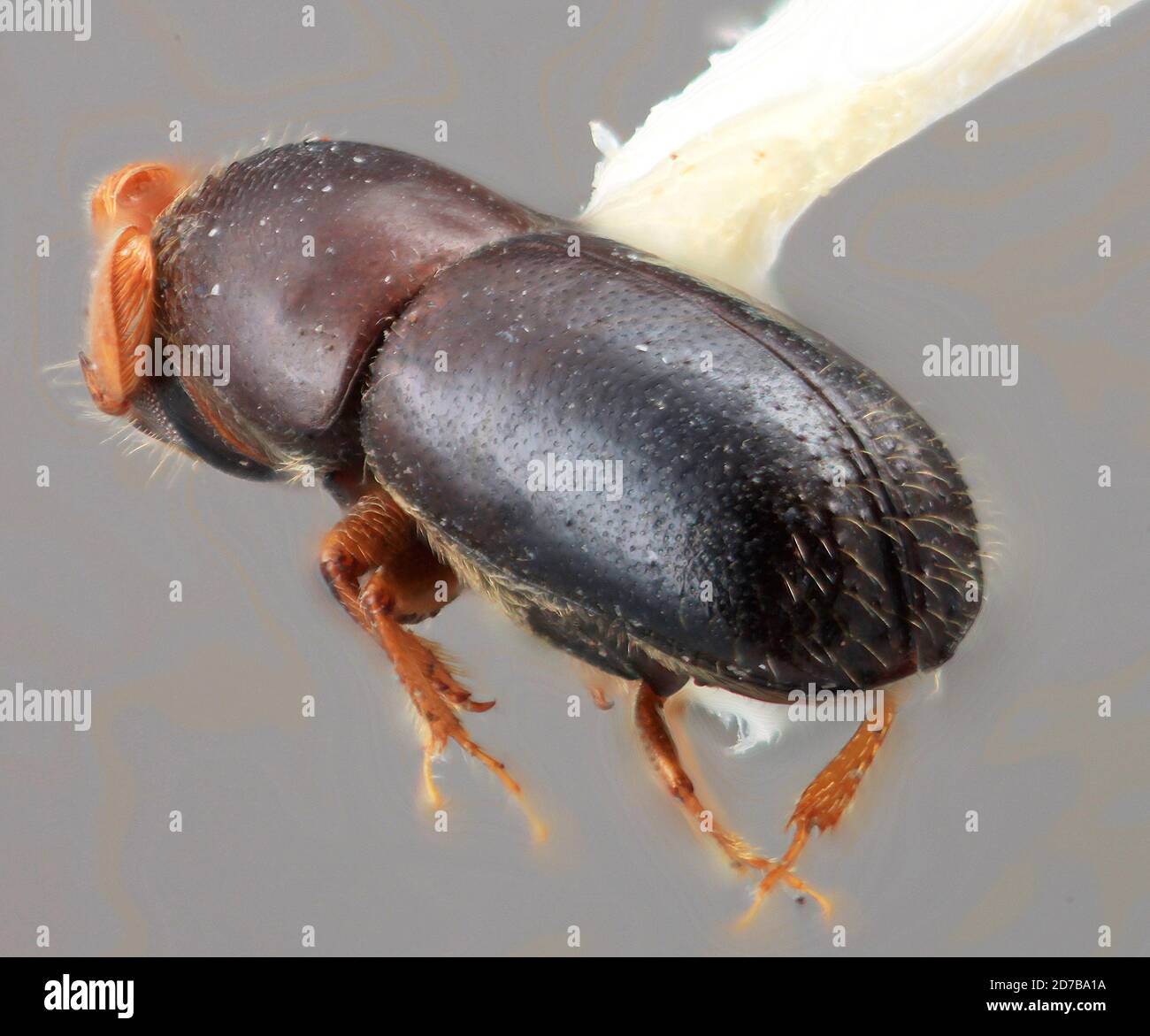 Pinned, Cartago, Costa Rica, Corthylus trucis Wood, 1974, Animalia ...