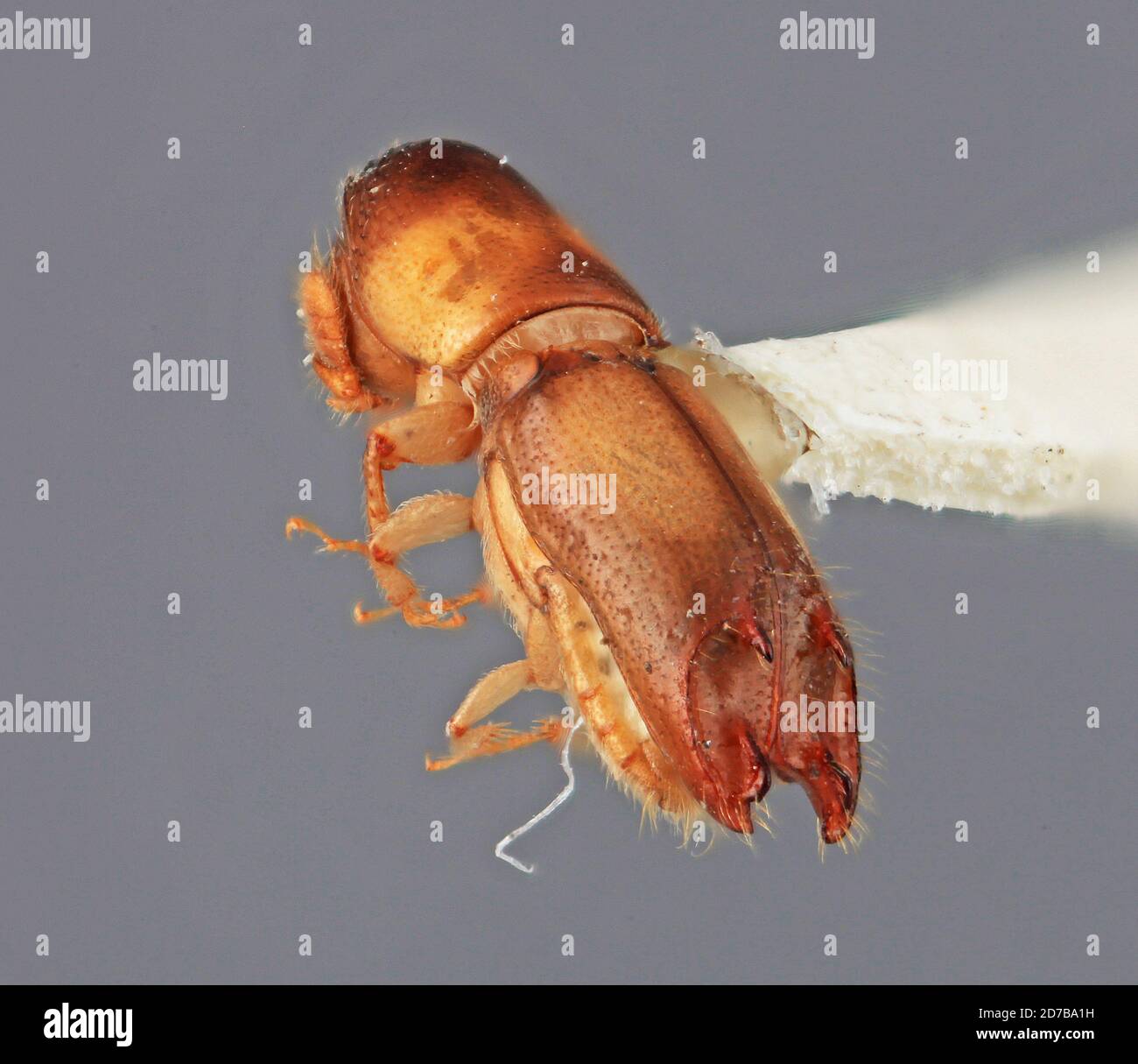 Osa pen costa rica 100ft viii 11 1966 s l w hi-res stock photography ...