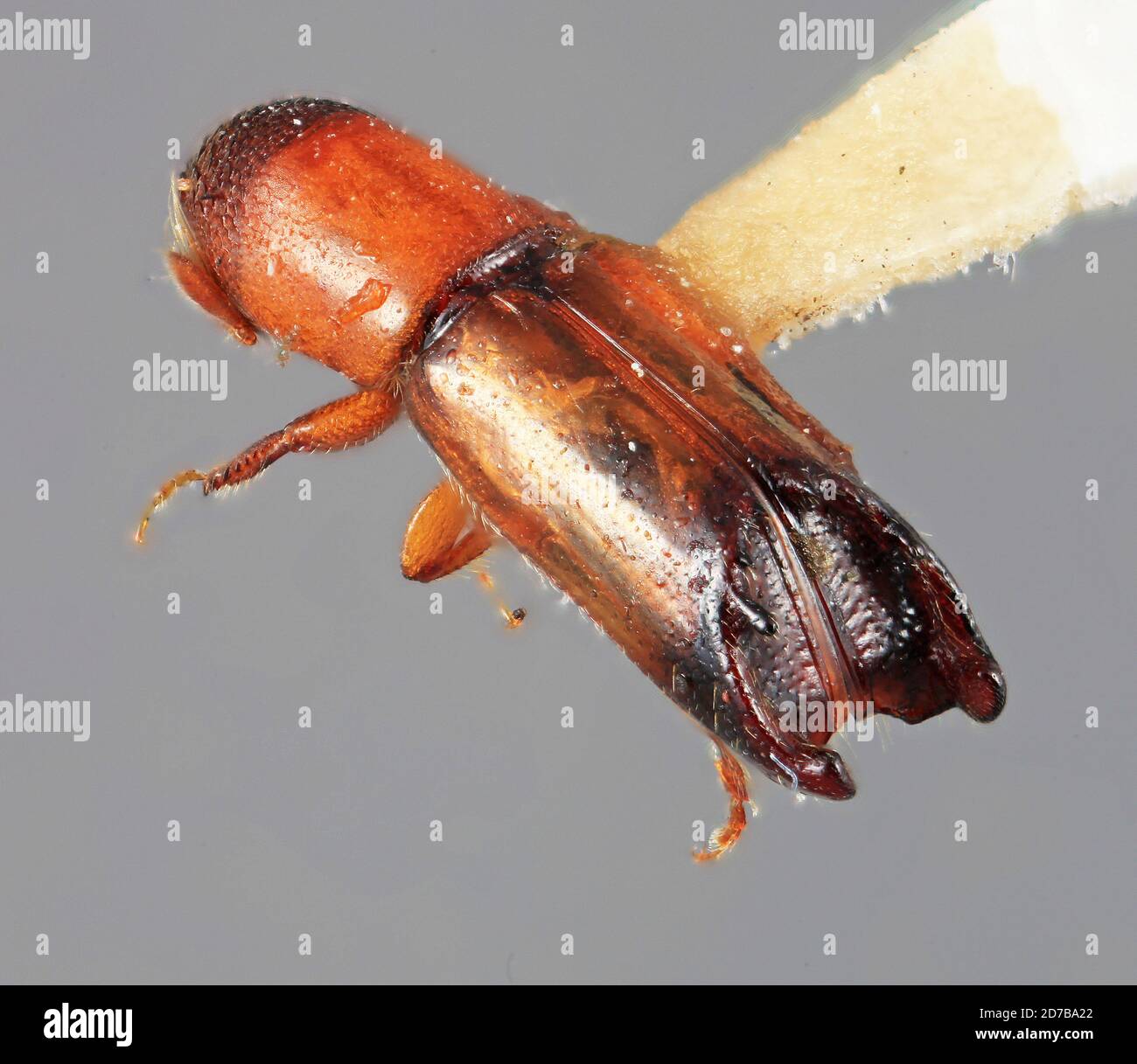 Amphicranus rameus wood hi-res stock photography and images - Alamy